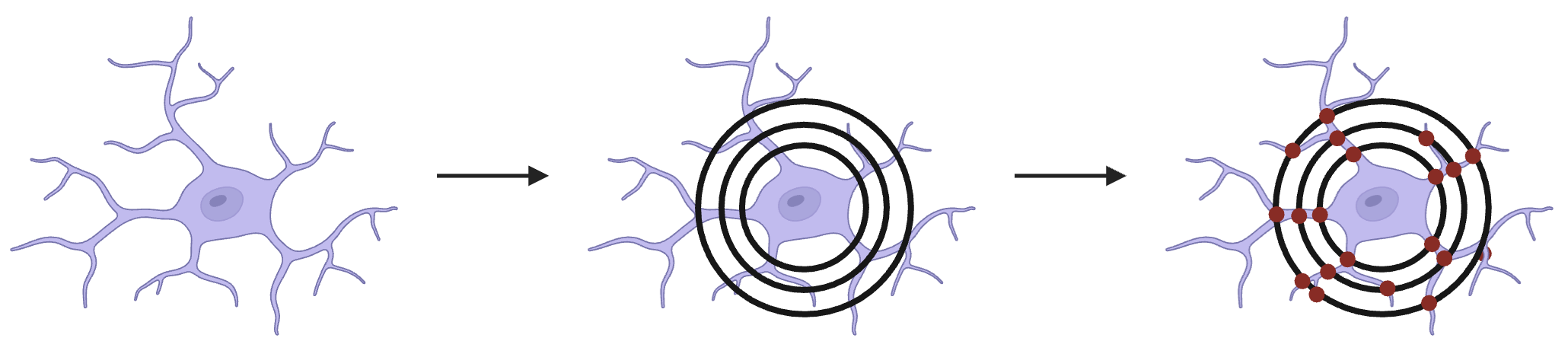 Data Wrangling for Sholl Analysis – Clara L. Hibbs